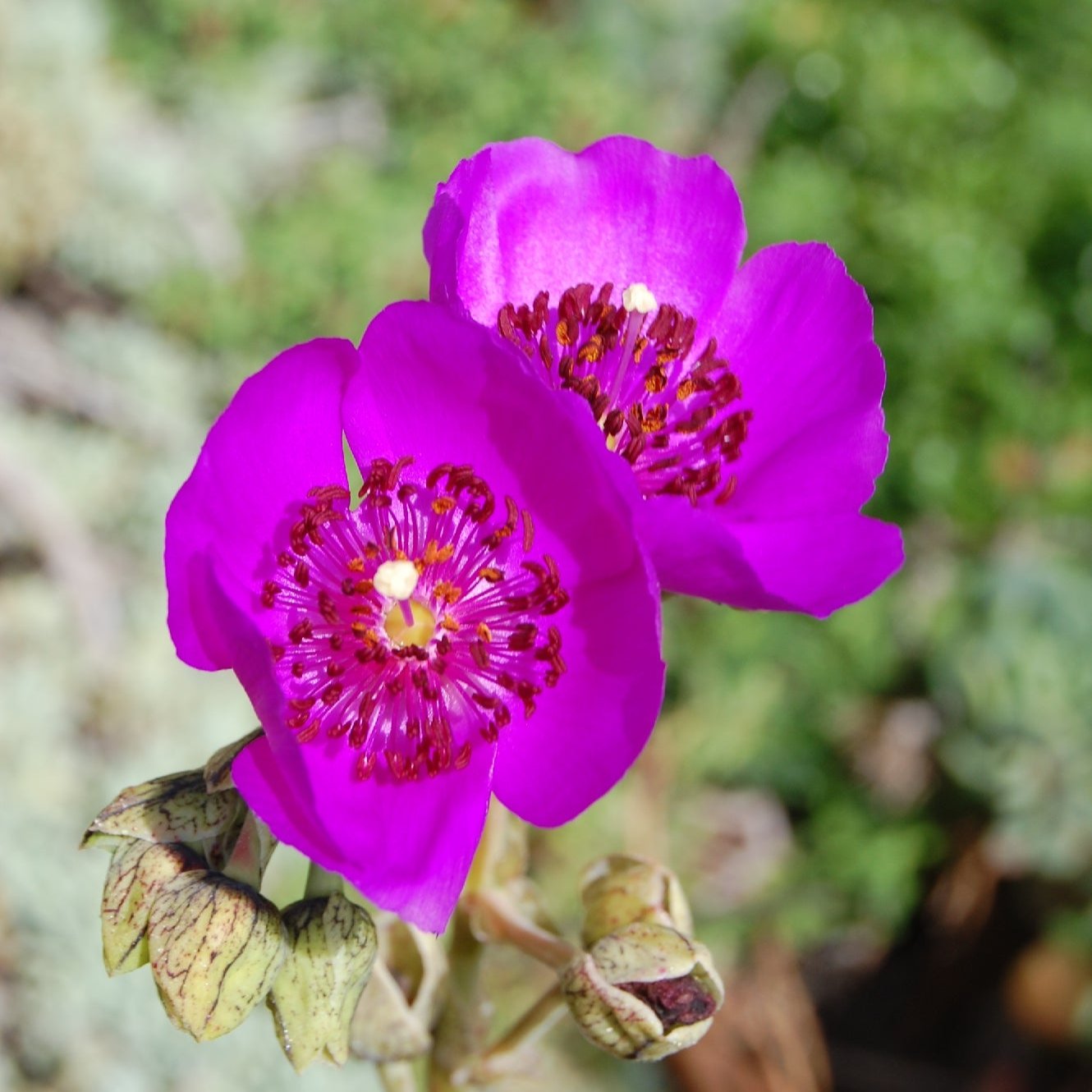 Cistanthe grandiflora – Jardín Mediterráneo