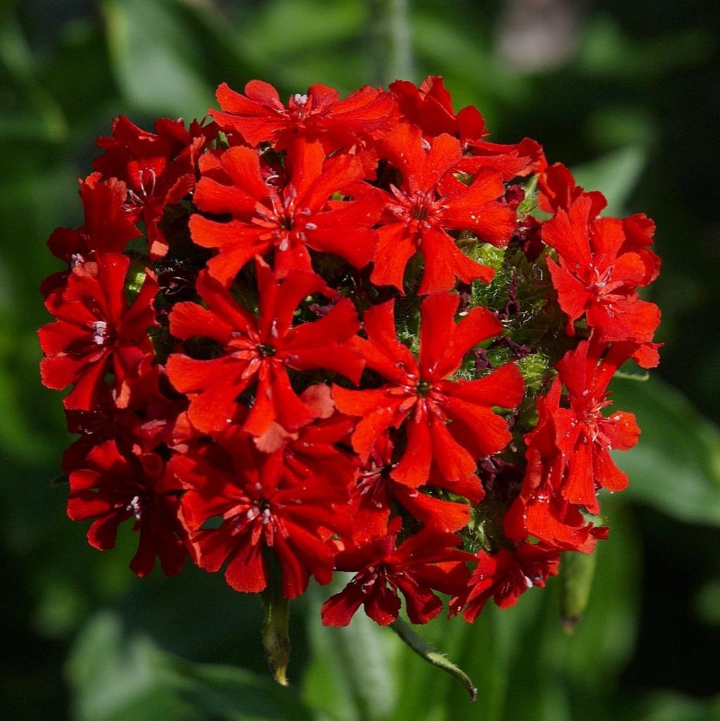 Semillas Cruz de Malta – Jardín Mediterráneo