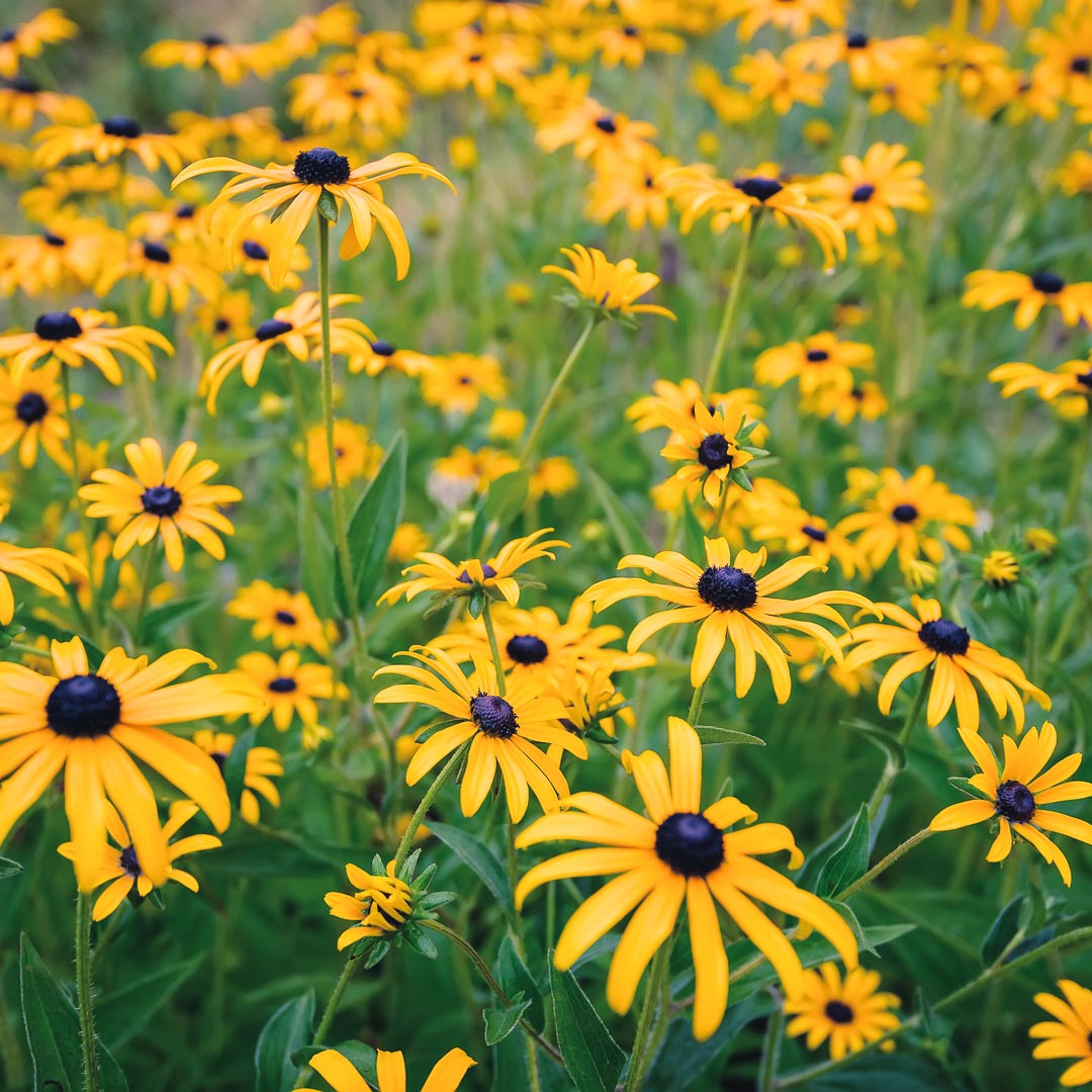 Rudbeckia fulgida – Jardín Mediterráneo